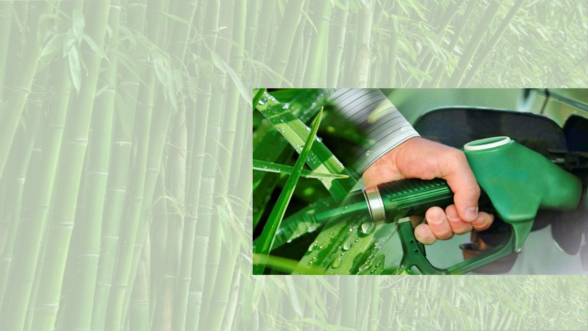 NTPC to set up a bamboo-based biorefinery in Assam - Manufacturing ...