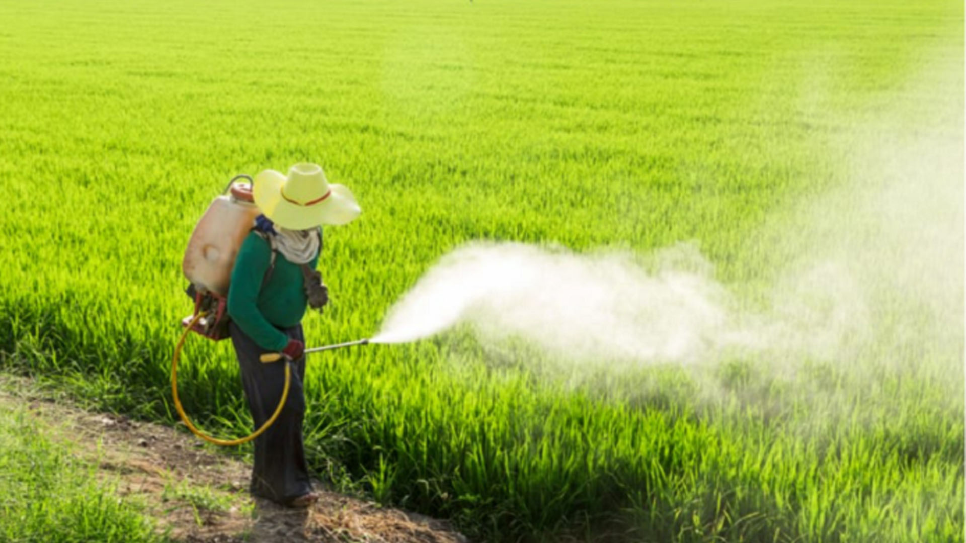 Insecticides India's ambitious Rs 150 crore expansion drive to bolster ...